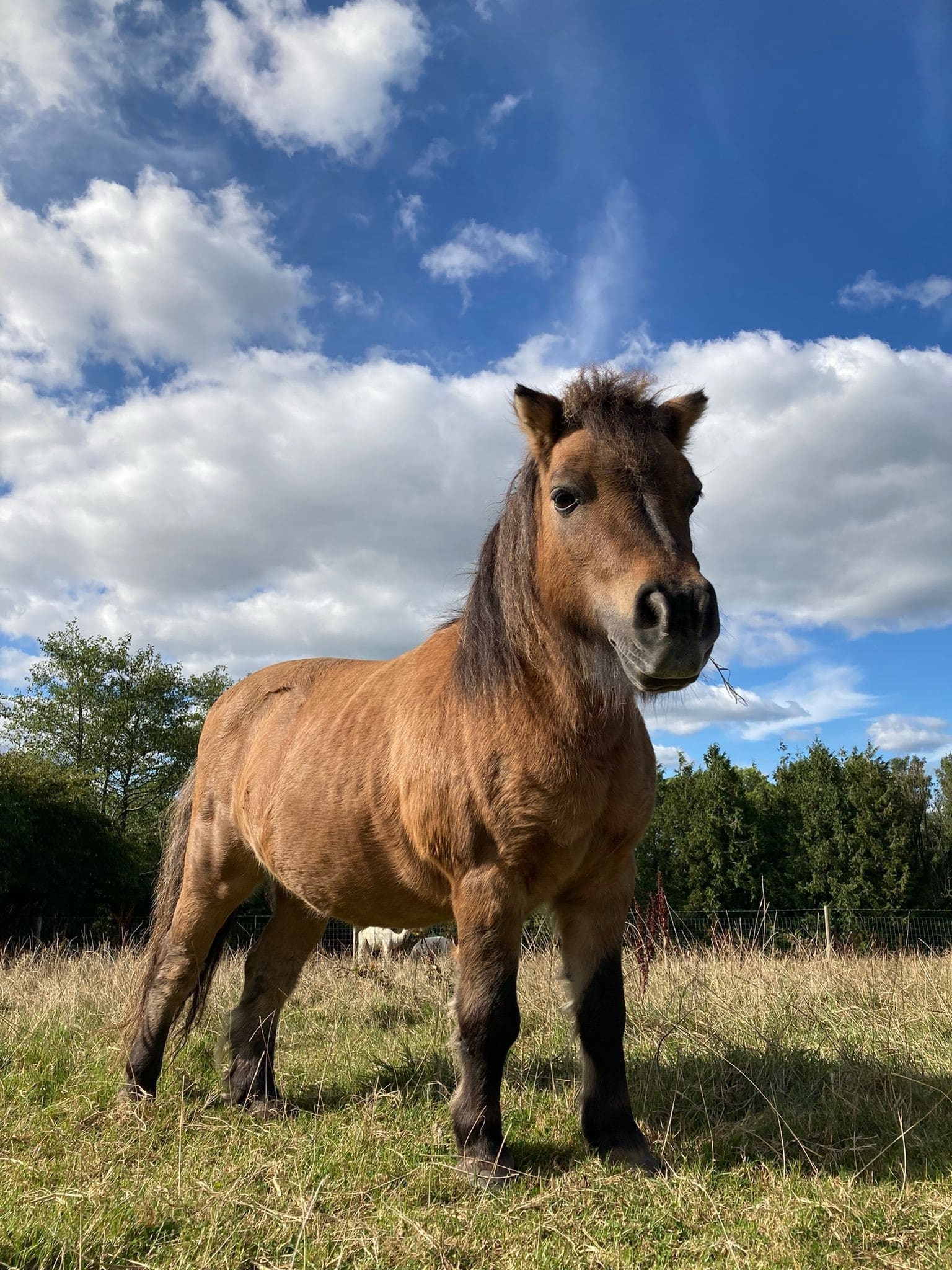 Get Involved - Amelia Trust Farm