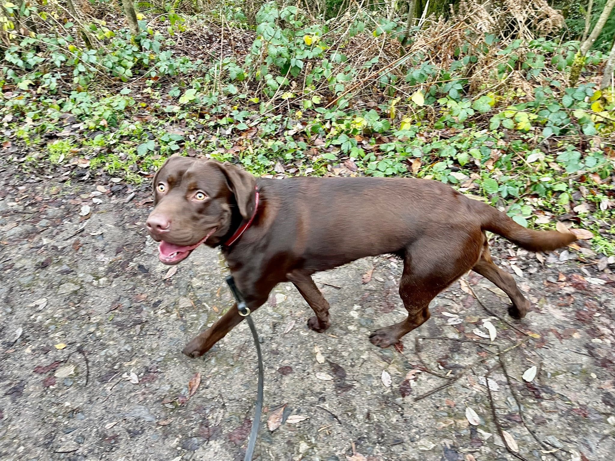Dog Training/Recall Field - Amelia Trust Farm
